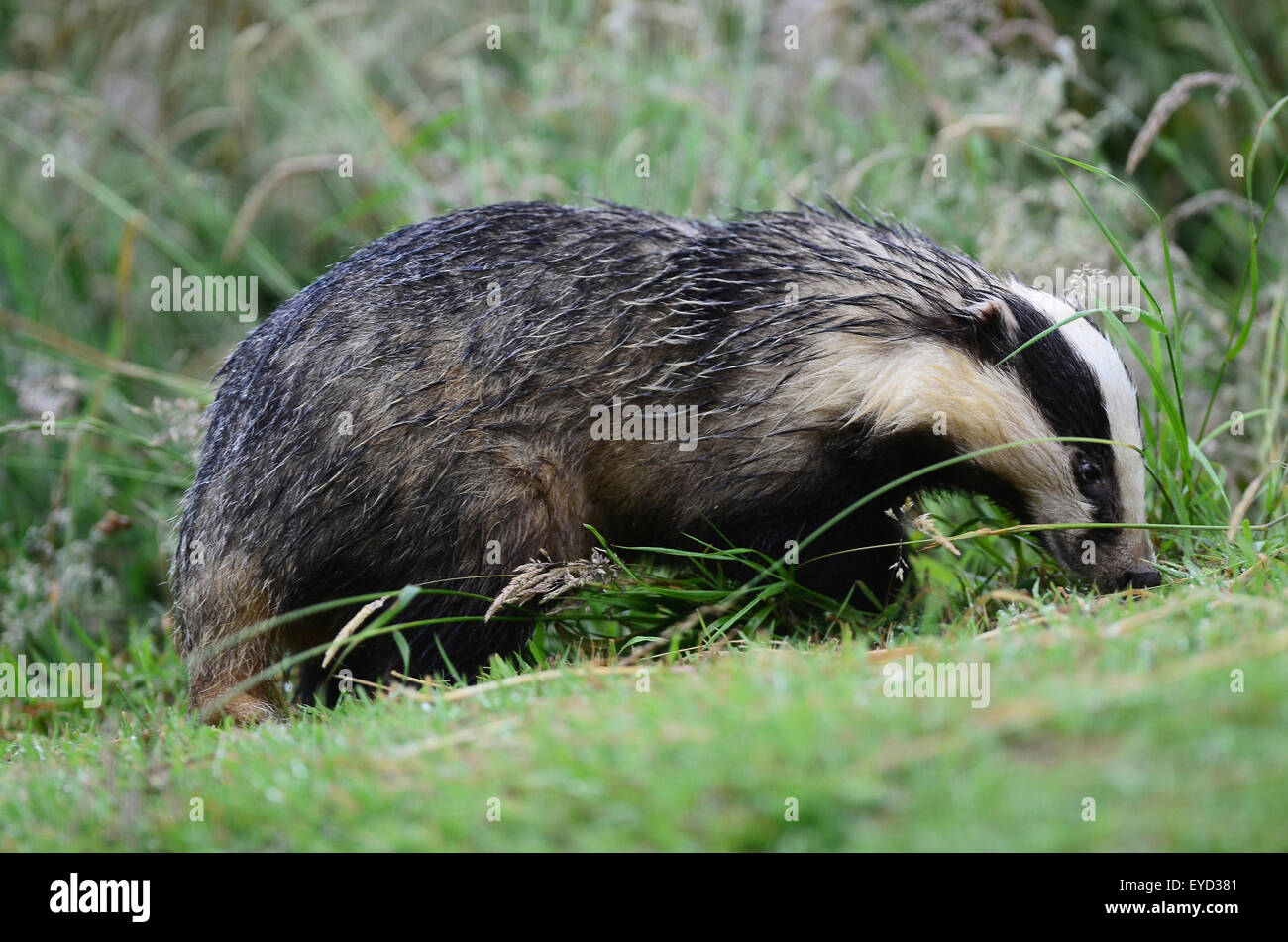 Badger at dusk hi-res stock photography and images - Alamy