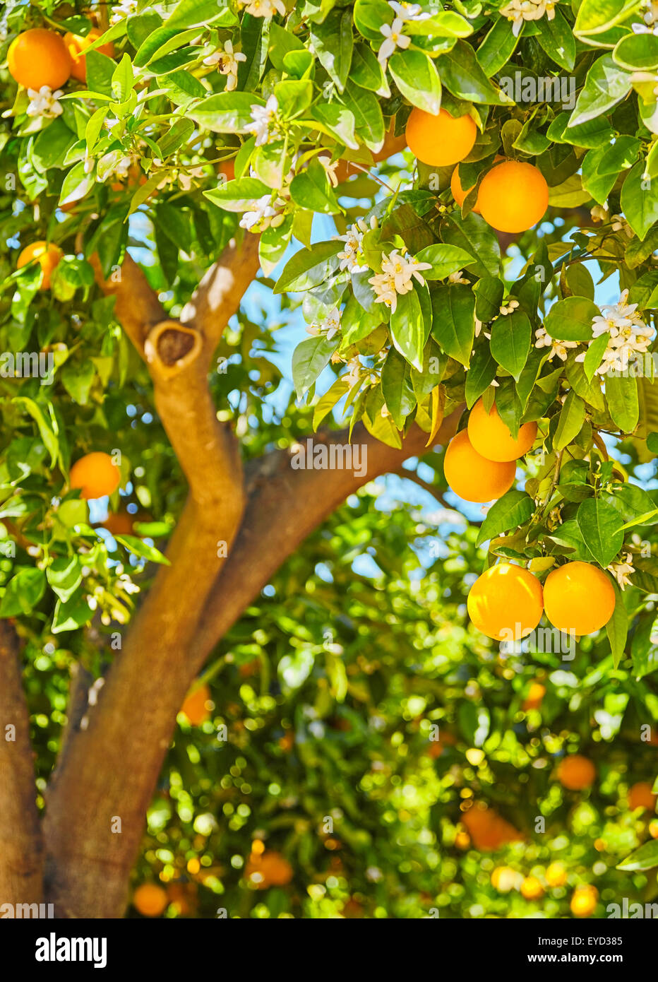 Fruit crops hi-res stock photography and images - Alamy