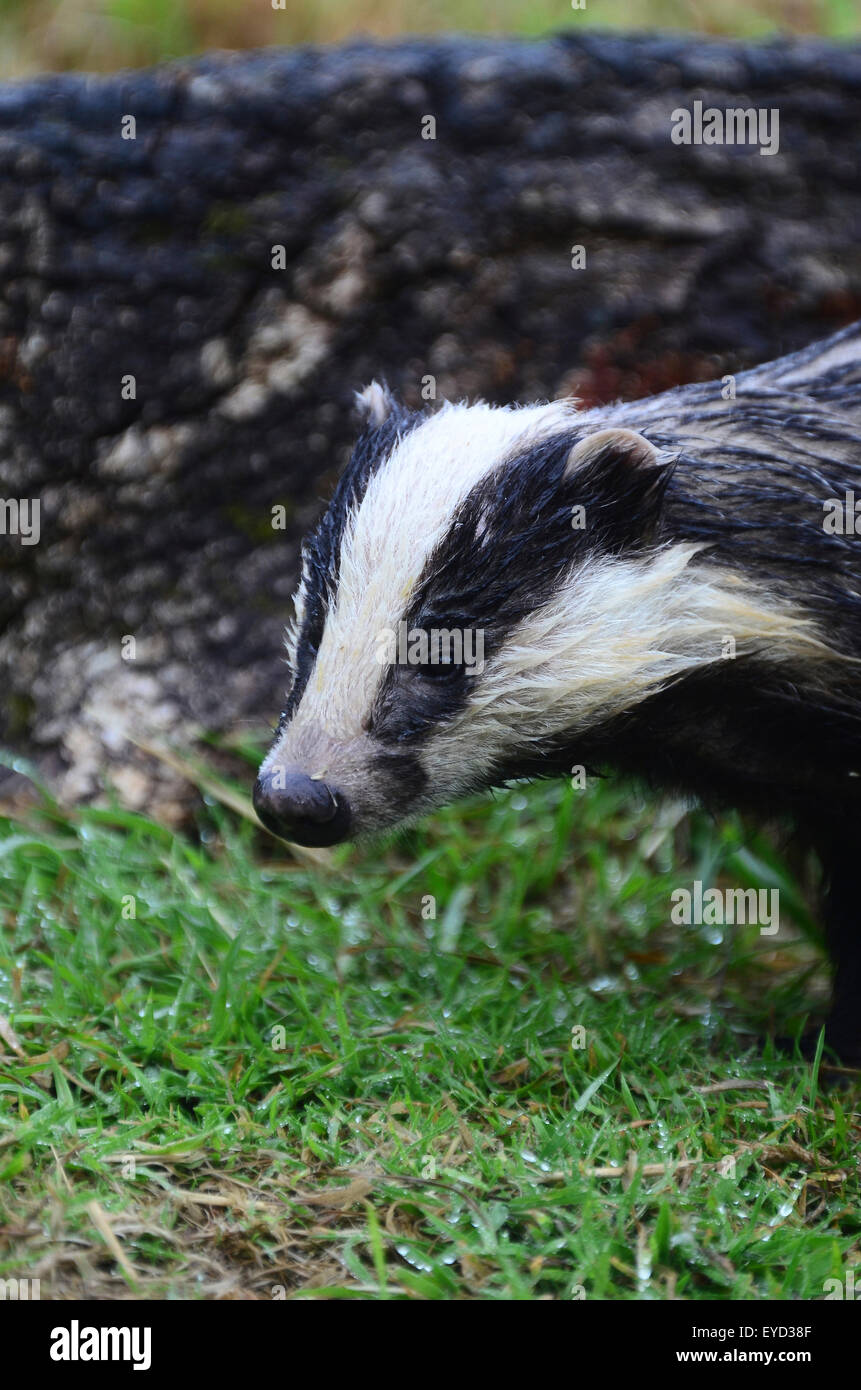 Prtected uk species hi-res stock photography and images - Alamy