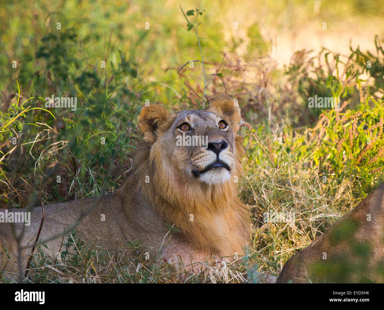 Lion chasing giraffe hi-res stock photography and images - Alamy