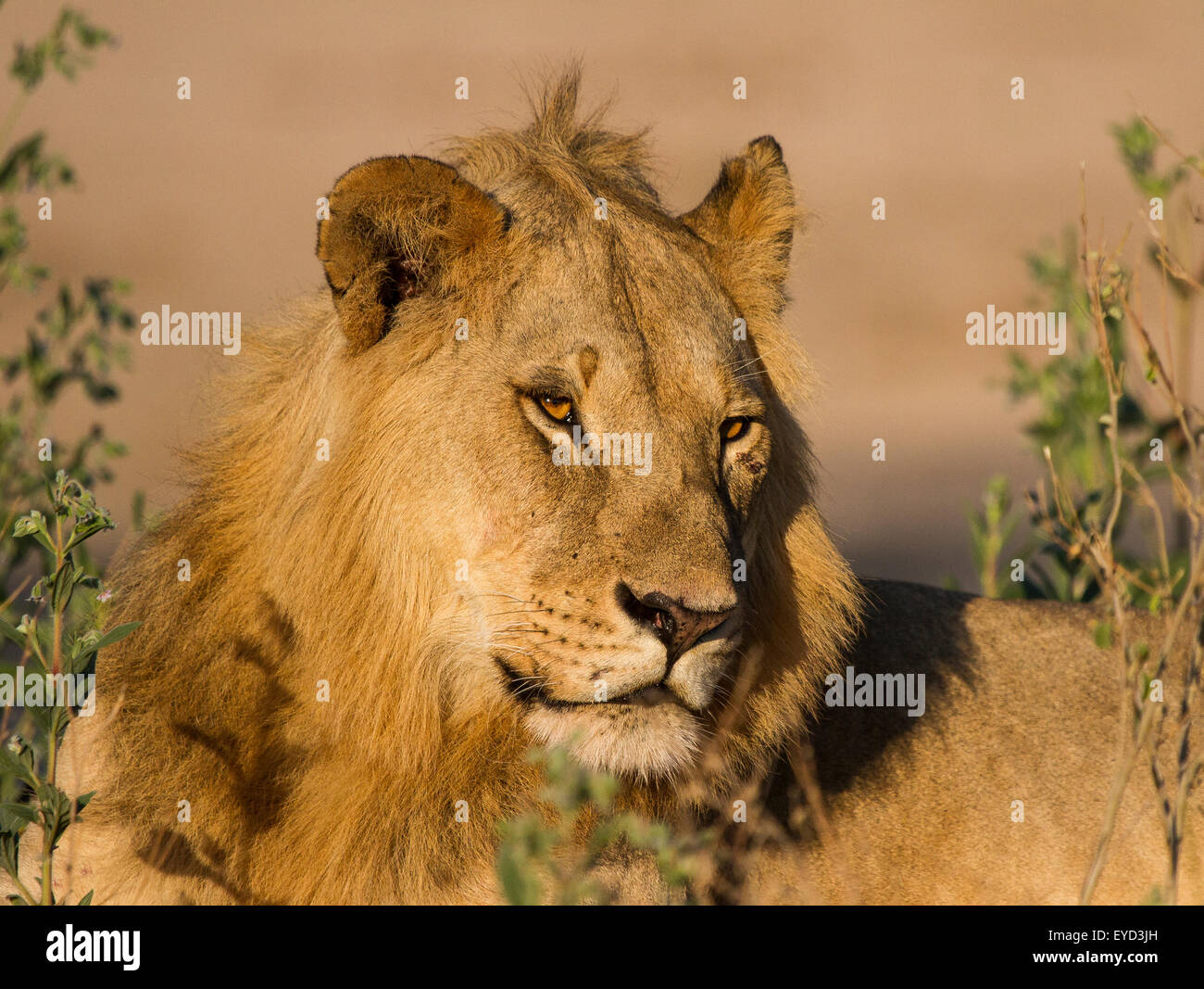 Lion chasing giraffe hi-res stock photography and images - Alamy
