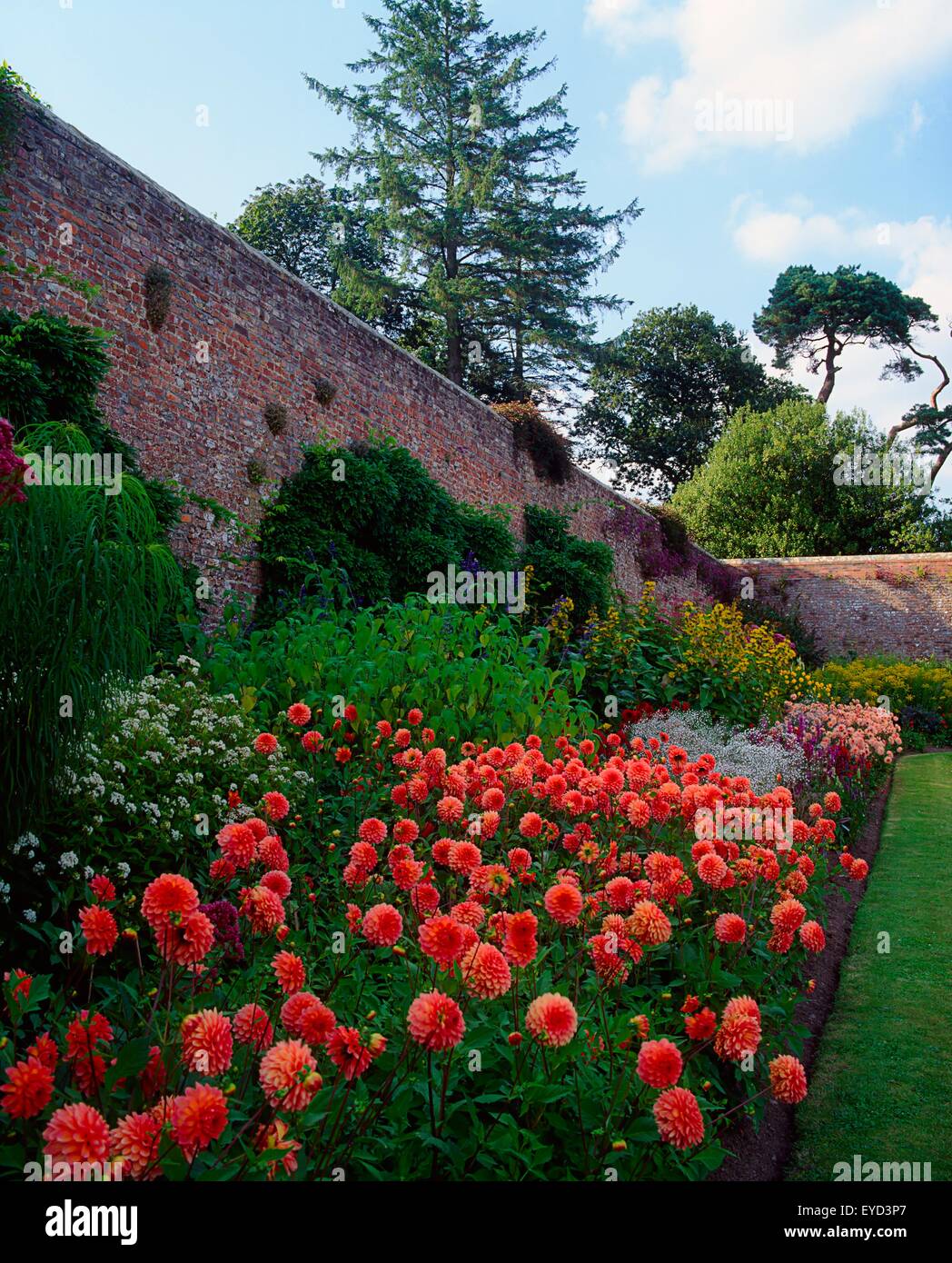 Mount Congreve Gardens, Co Waterford, Ireland; Dahlias In The Walled ...