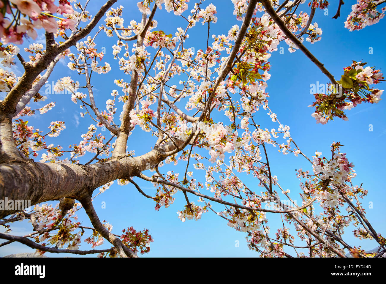 Blossom cherry tree viewed from below at the Vall de Laguar. Alicante ...
