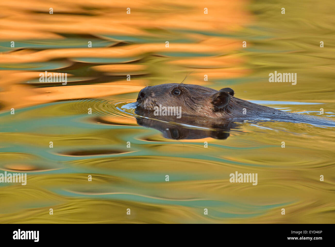A wild beaver Castor canadenis, swimming in the warm toned water of his ...