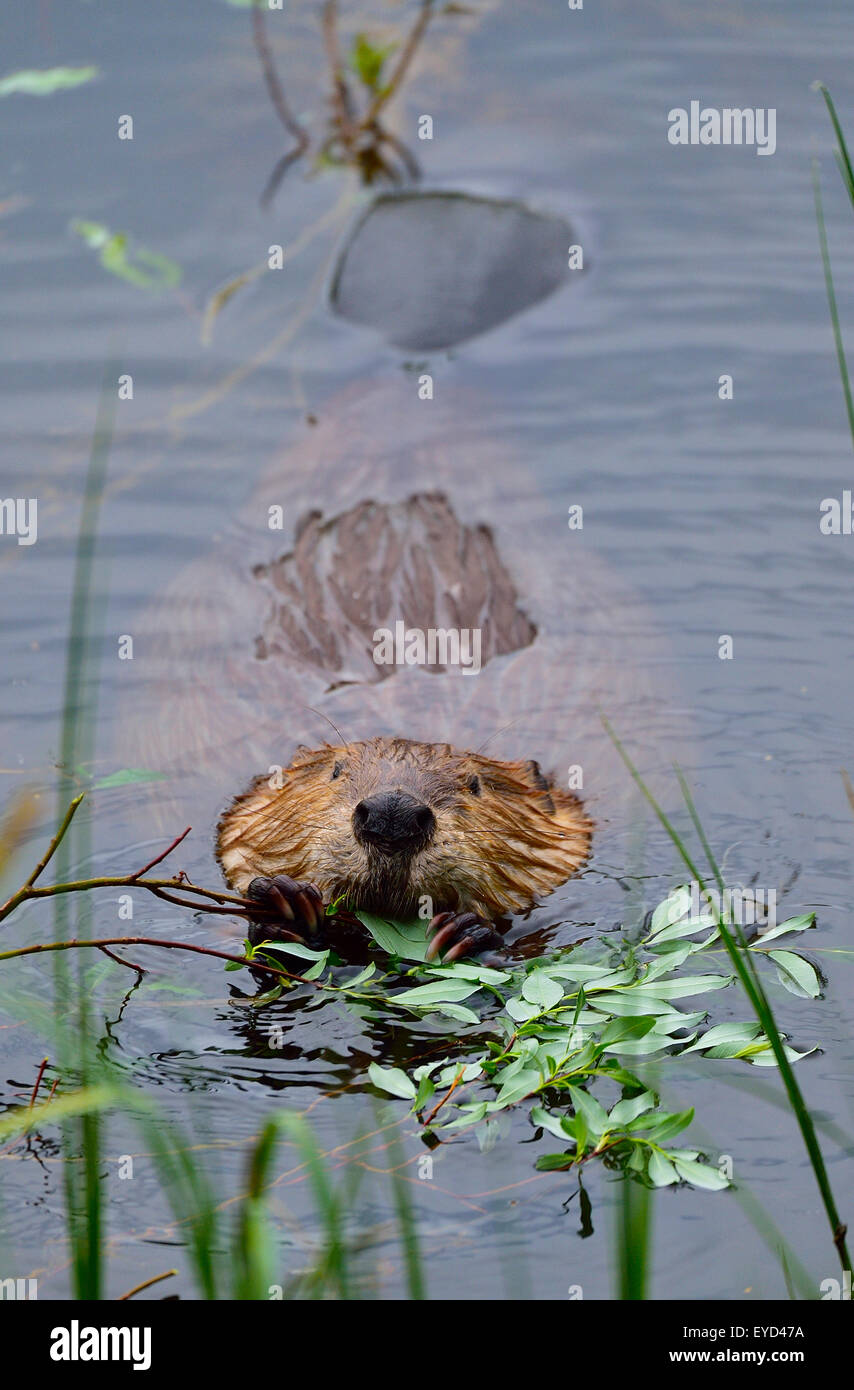 A close up vertical image of a wild Canadian beaver Castor canadenis ...