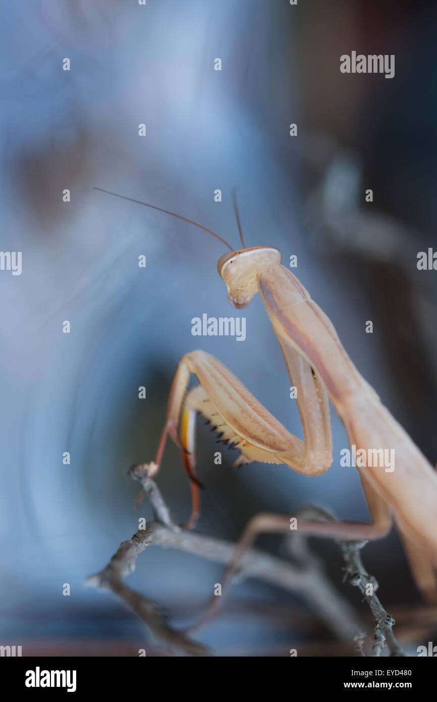 Portrait of a praying mantis Stock Photo - Alamy