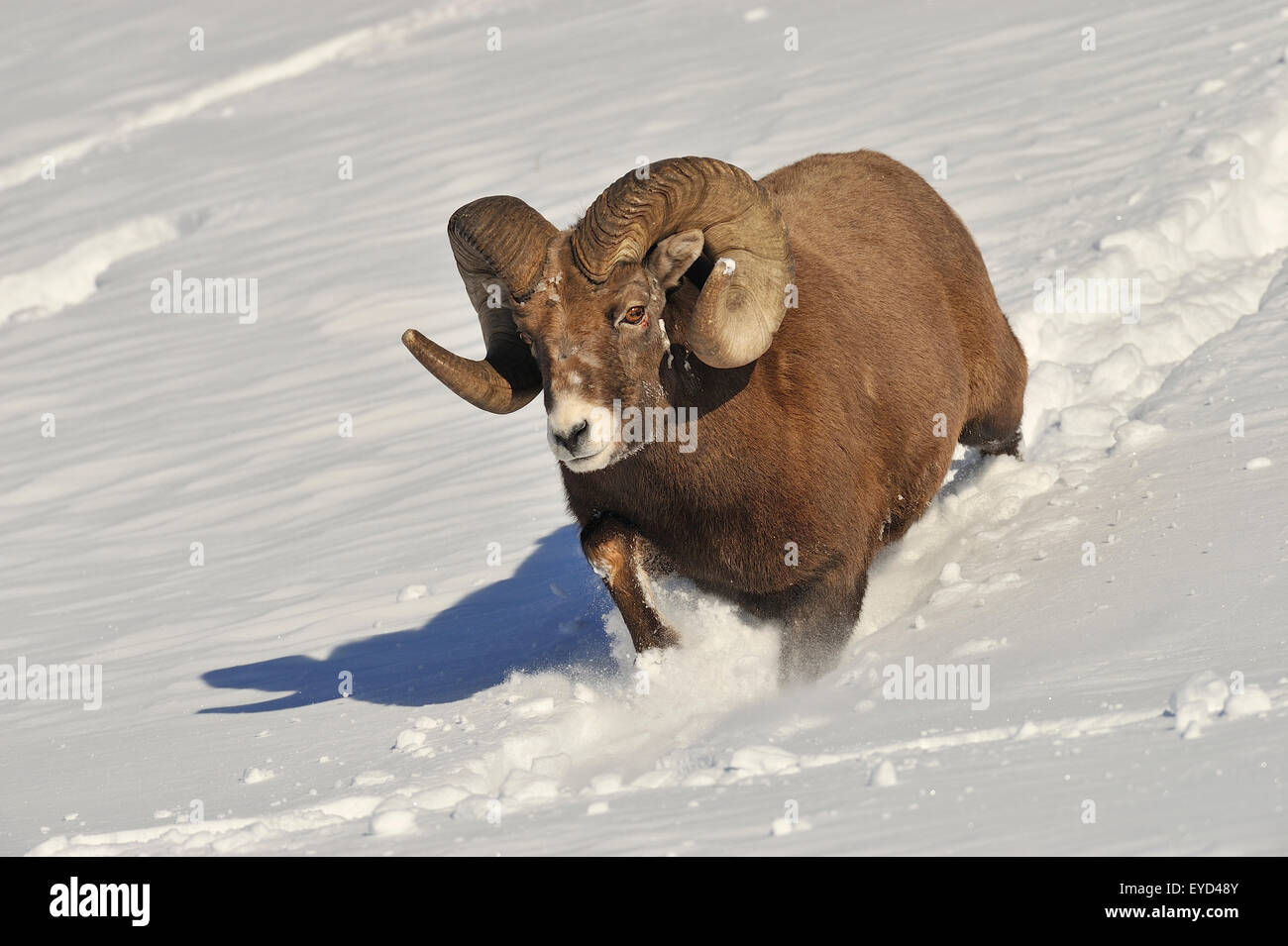 A close up front view image of a rocky mountain bighorn ram running ...