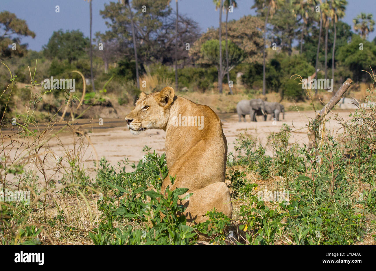 Lion chasing giraffe hi-res stock photography and images - Alamy