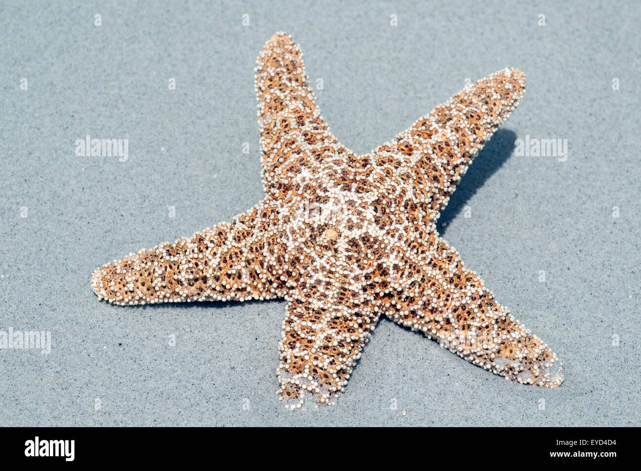 Seestern hi-res stock photography and images - Alamy