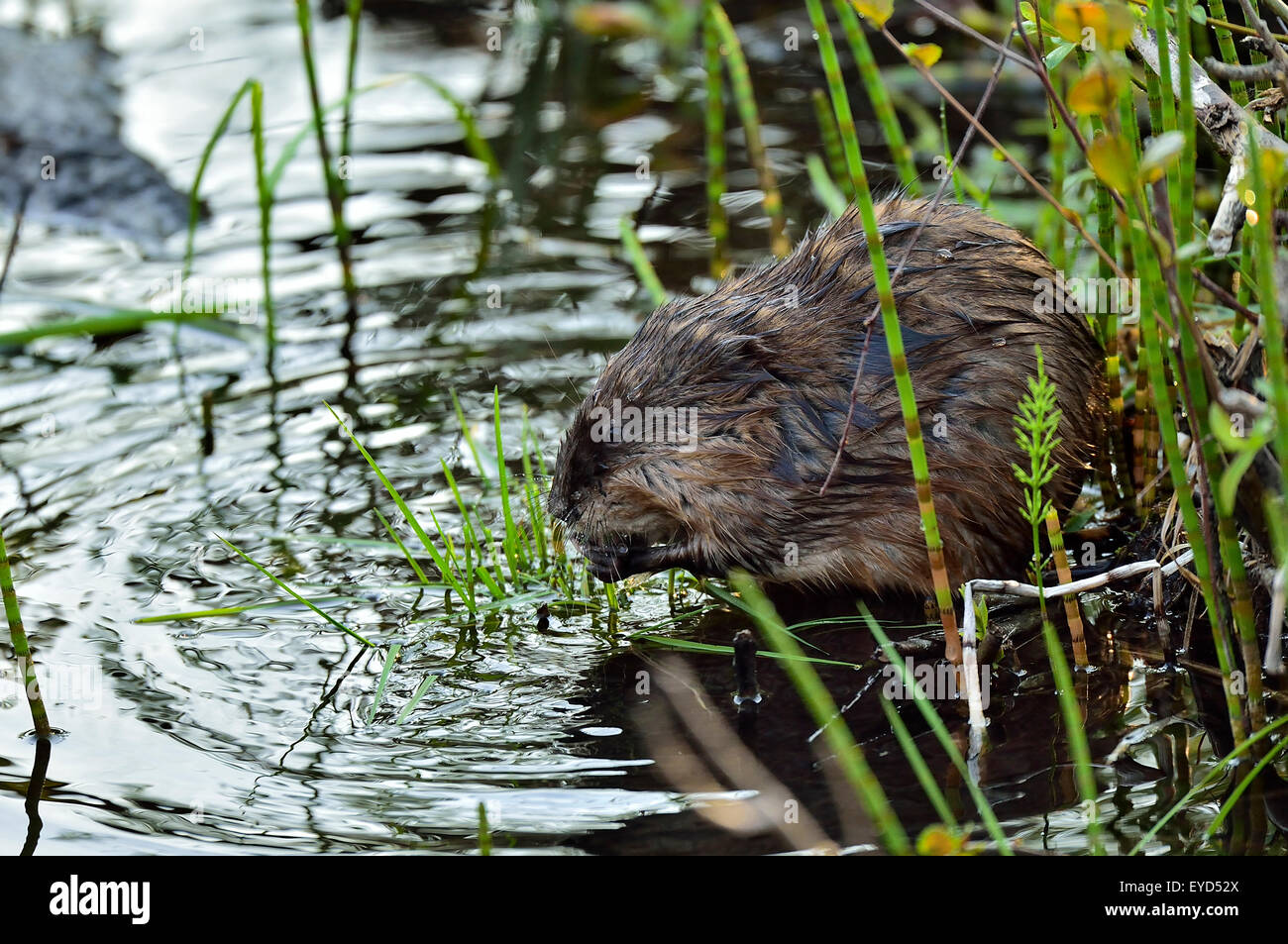 A close up side view of a muskrat "Ondatra zibethicus", using his front ...