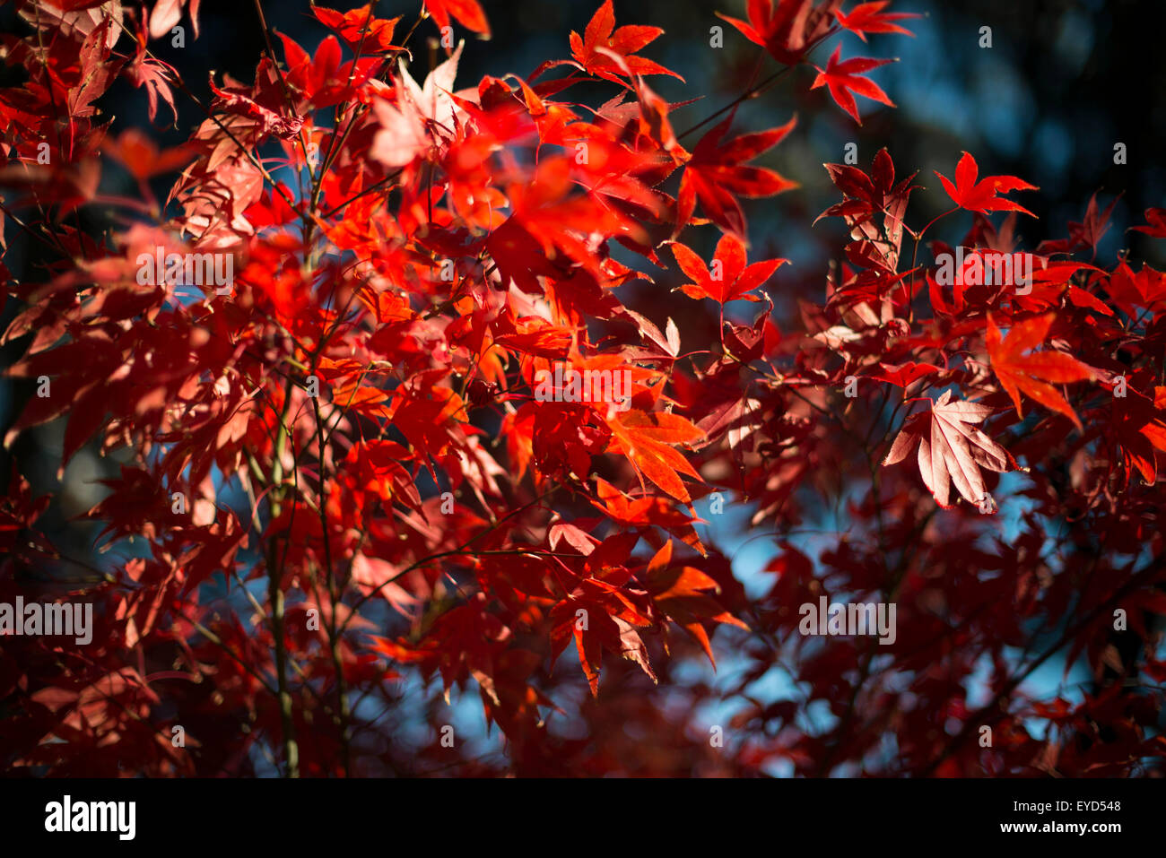 Bright red maple leaves, close up Stock Photo - Alamy