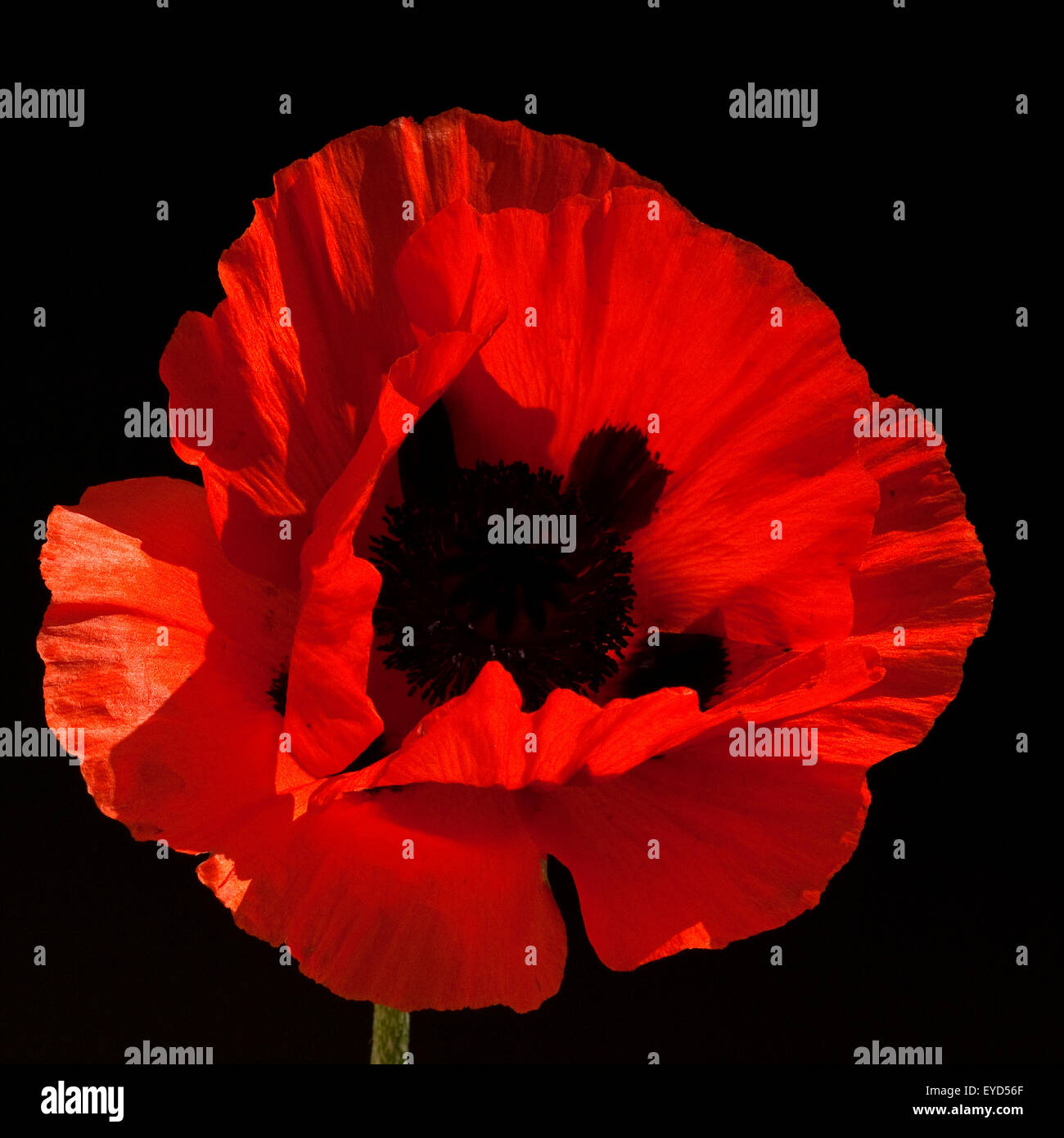 Weißer mohn hi-res stock photography and images - Alamy