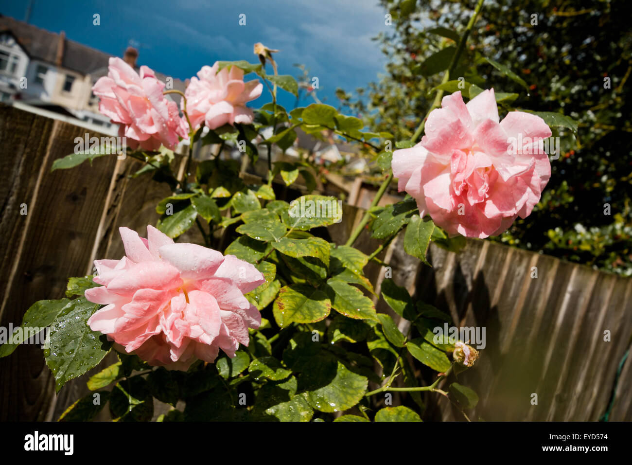 Pink roses in the garden after the rain, close up Stock Photo - Alamy