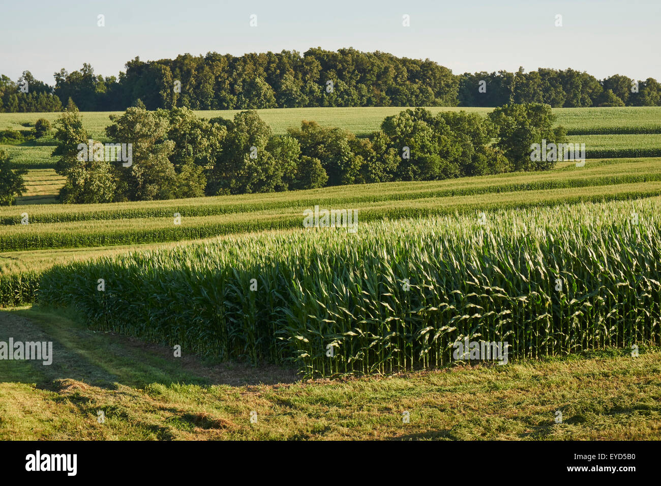 cornfield in Amish country, Lancaster County, Pennsylvania, USA Stock ...