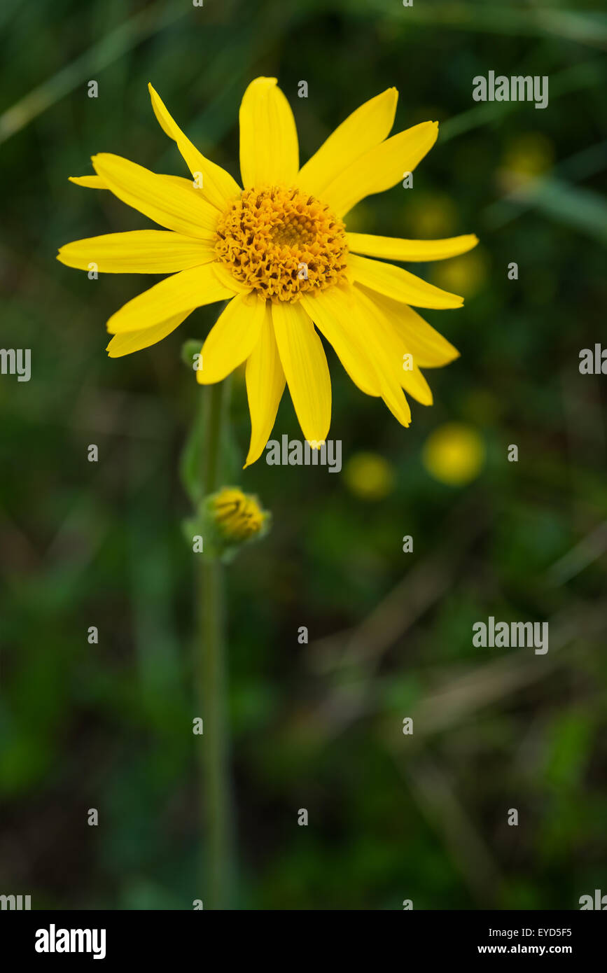 Arnica montana, yellow wild mountain flower Stock Photo - Alamy