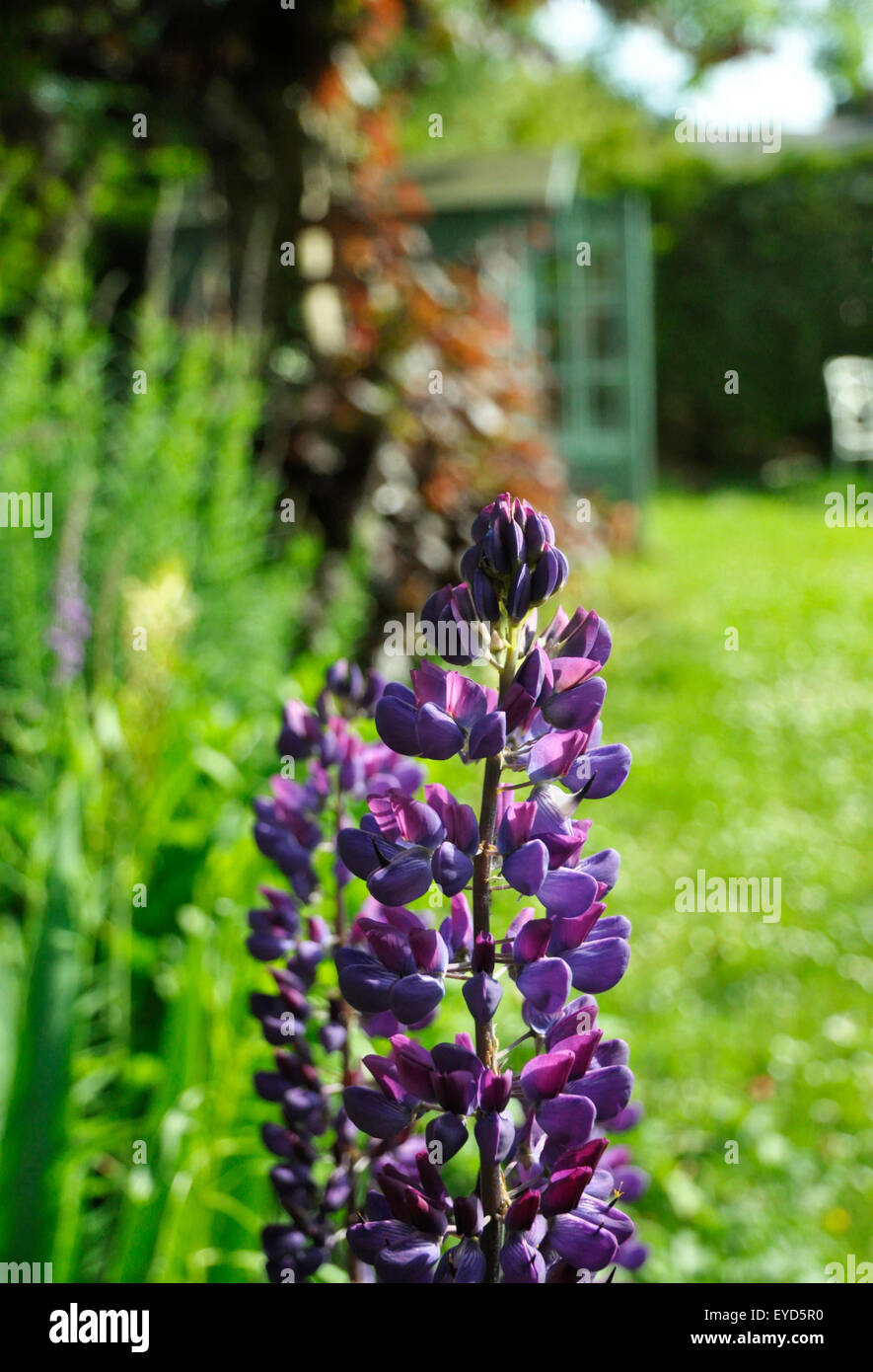 Lupin border hi-res stock photography and images - Alamy