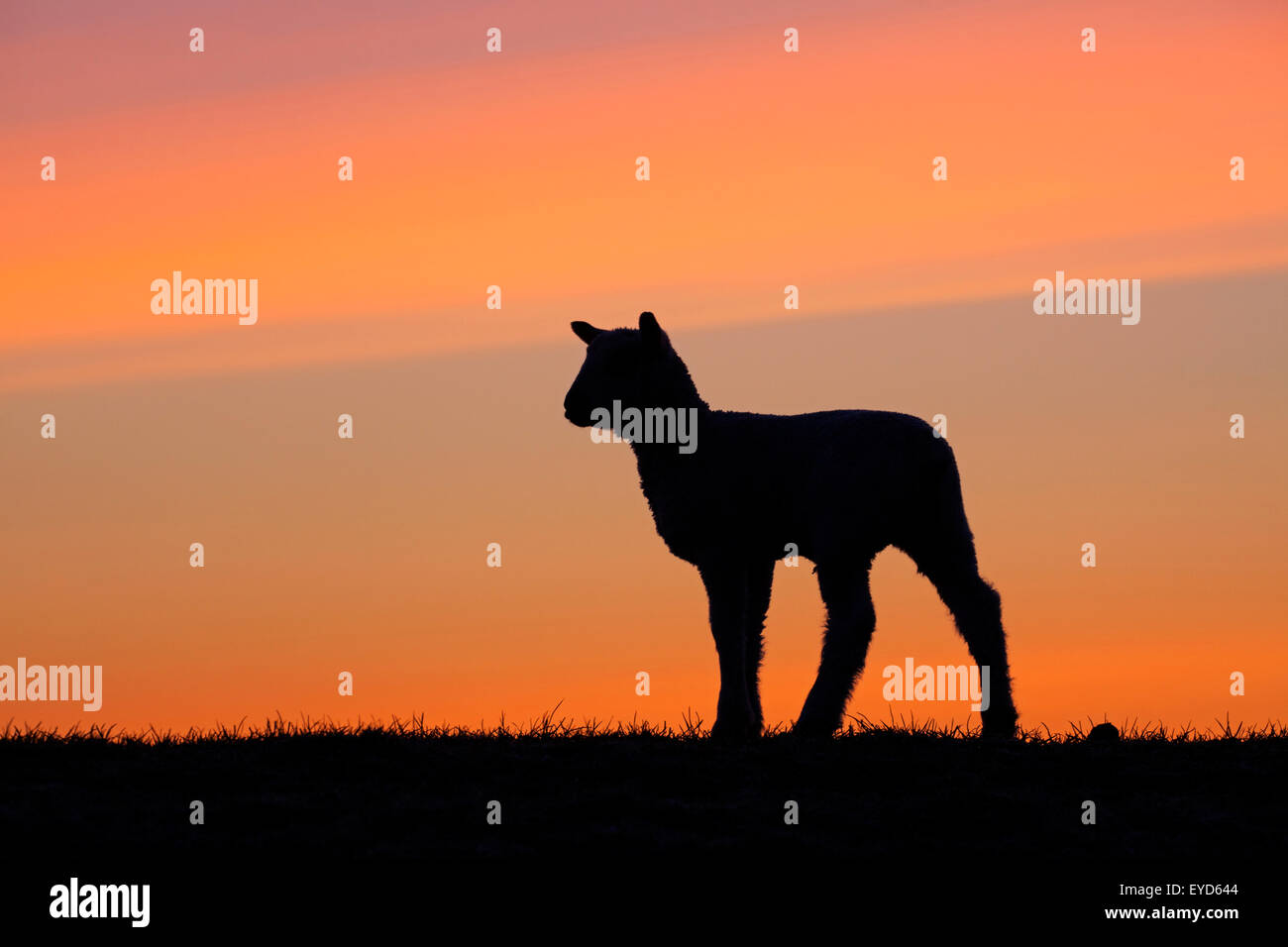 Sheep lamb silhouetted against orange sunset sky Stock Photo - Alamy