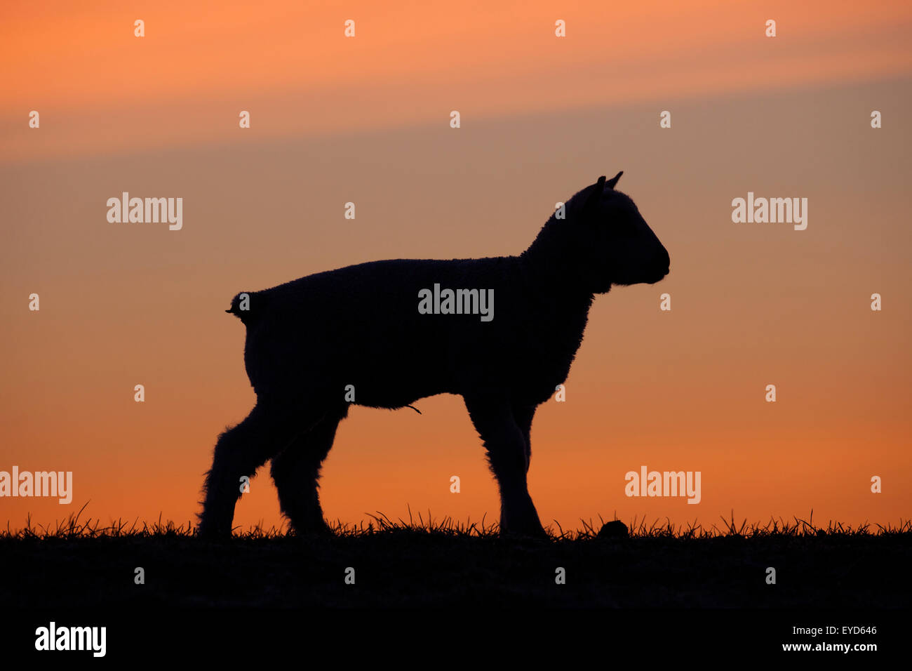 Lamb silhouette hi-res stock photography and images - Alamy