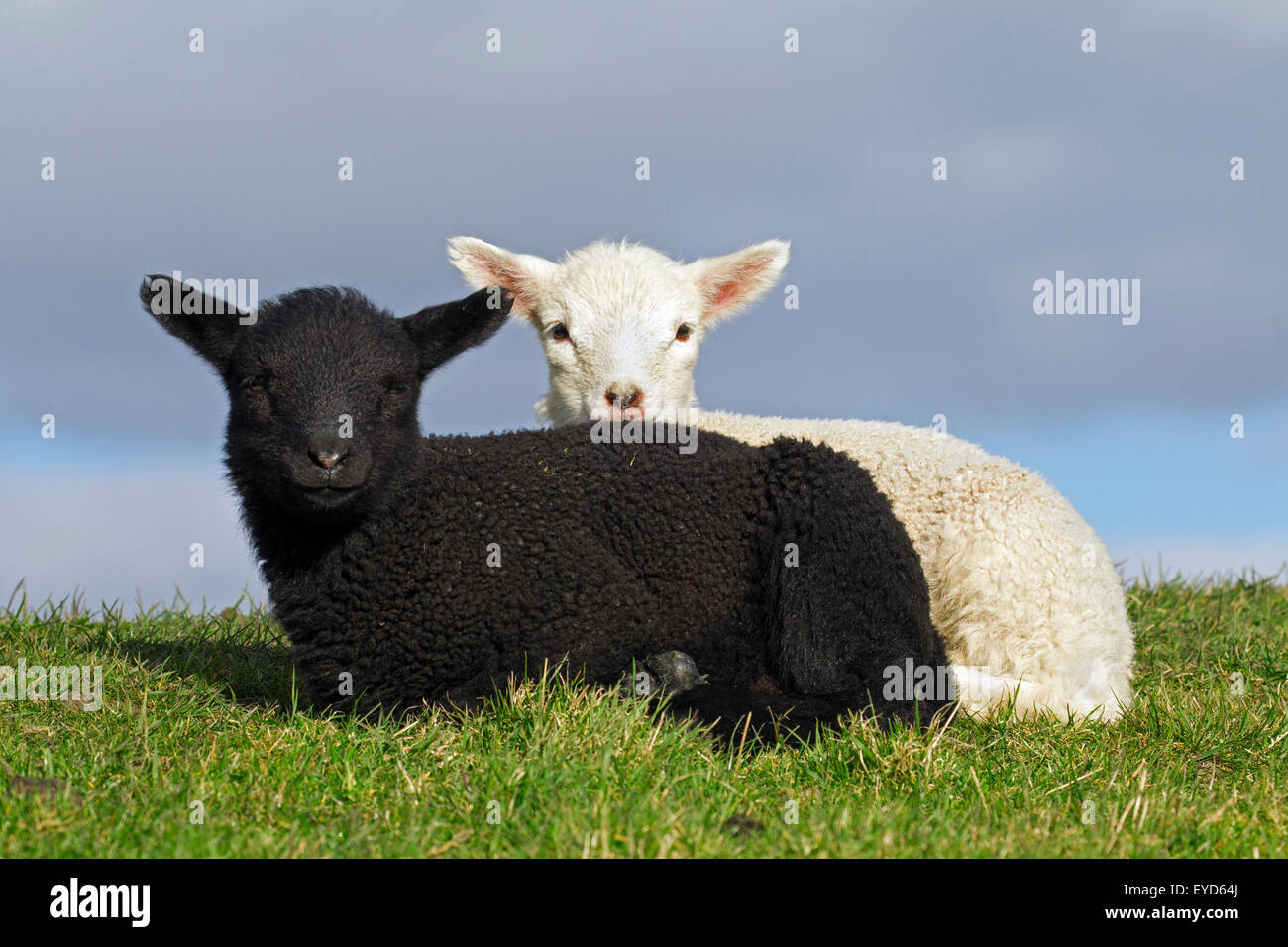 Black and white lambs hi-res stock photography and images - Alamy