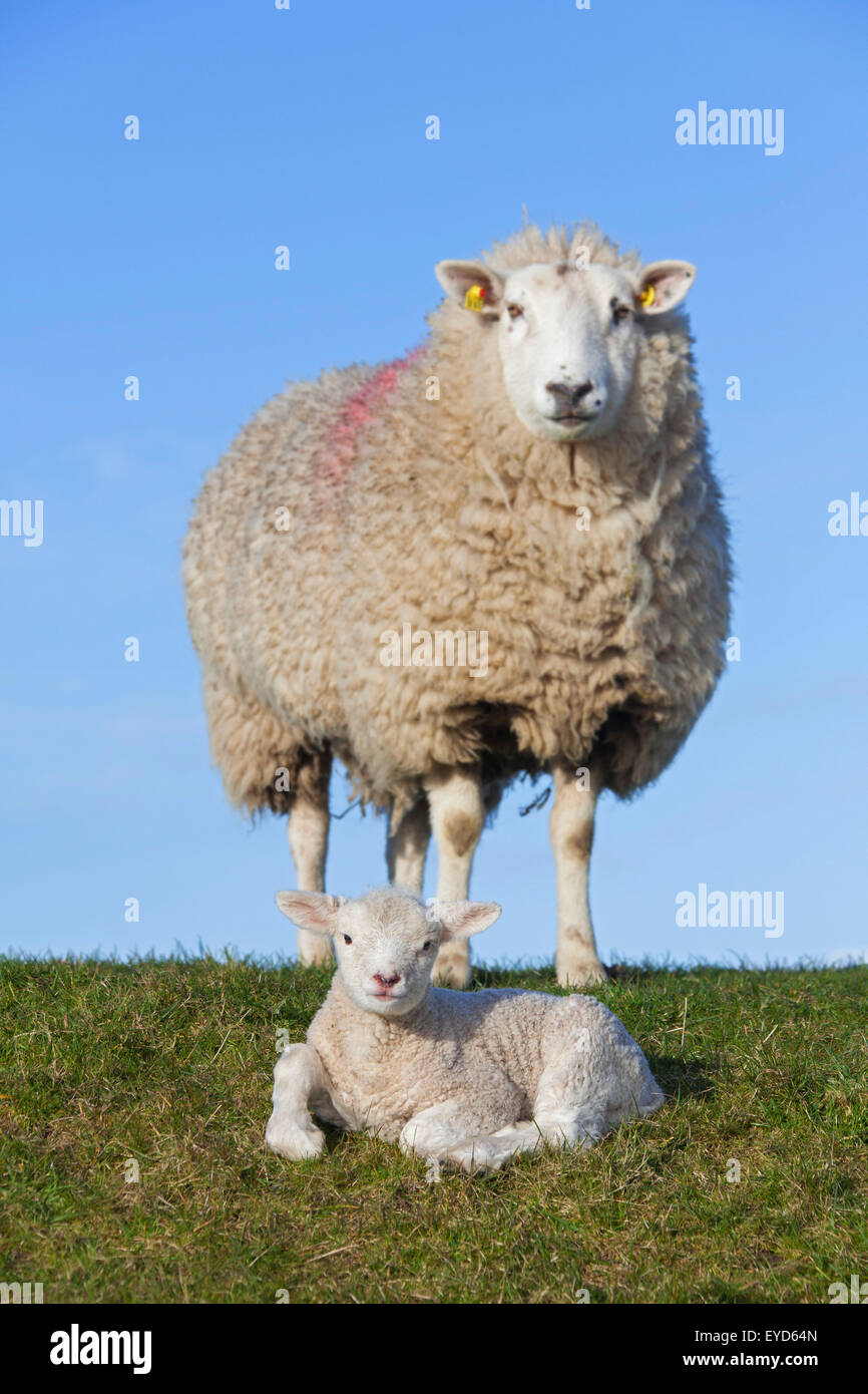Ewe milk hi-res stock photography and images - Alamy