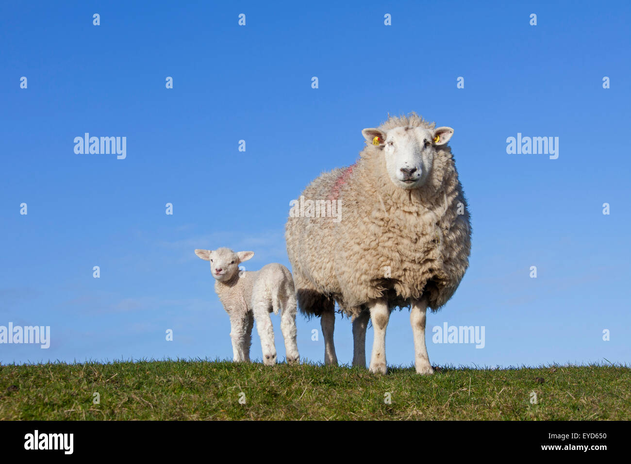 Friesian dairy sheep ewe with white lamb in meadow, North Frisia ...