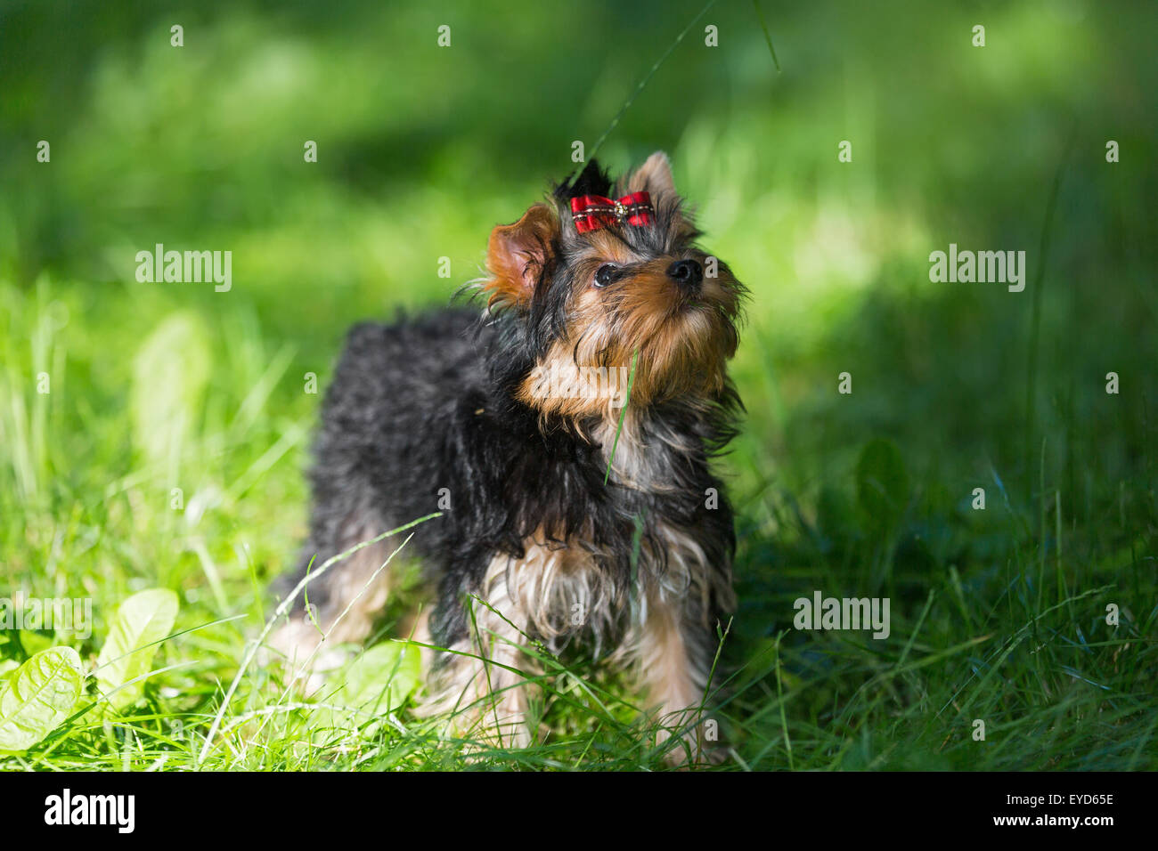 Puppy Yorkshire Terrier walking in the Park Stock Photo - Alamy