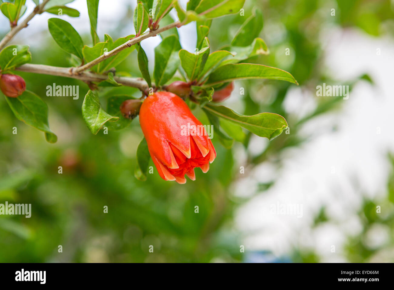Branch of a flowering pomegranate tree, spring period Stock Photo - Alamy