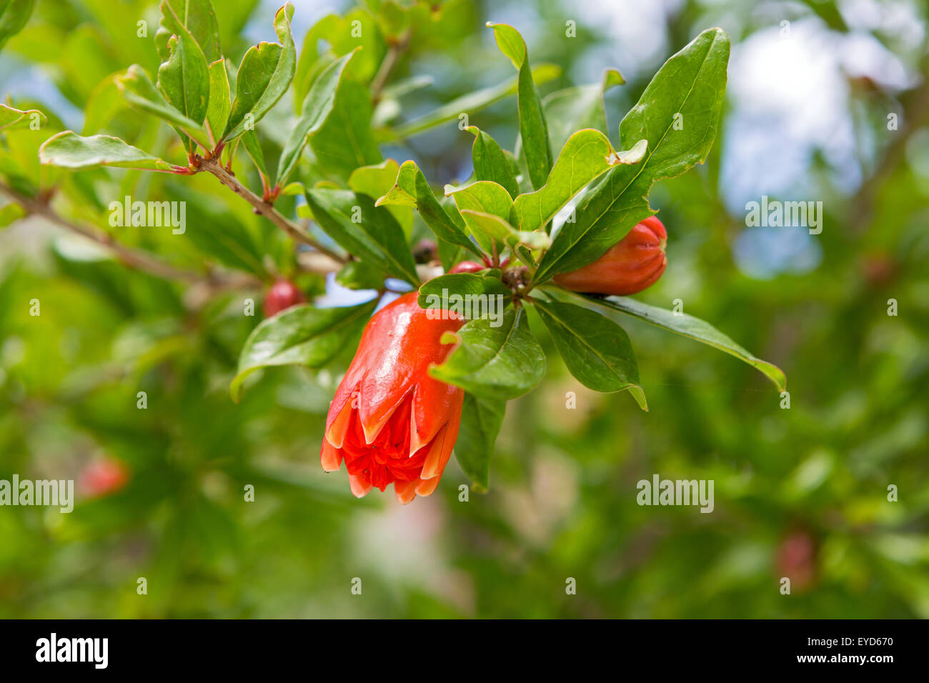 Blossom of a pomegranate tree hi-res stock photography and images - Alamy