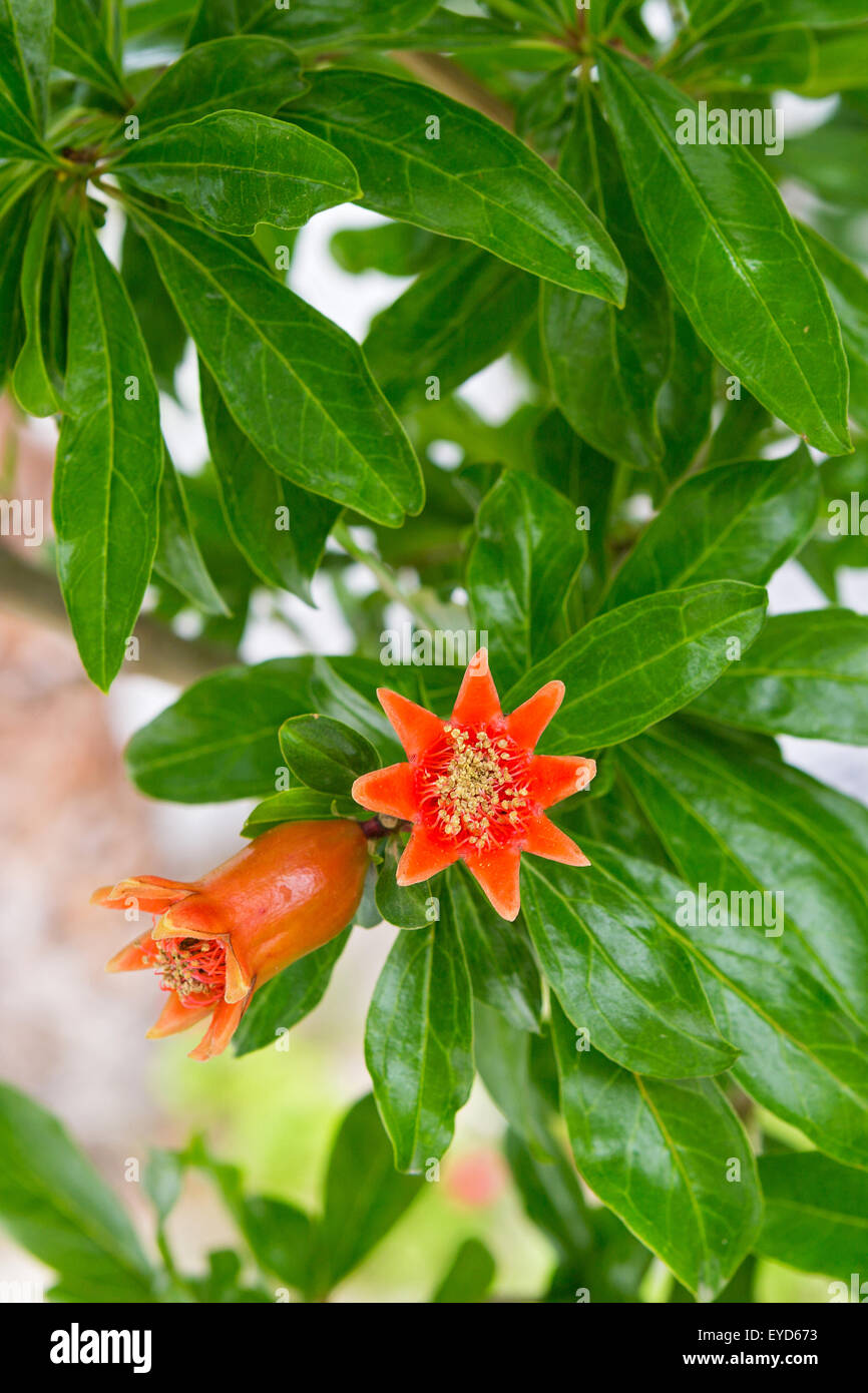Branch of a flowering pomegranate tree Stock Photo - Alamy