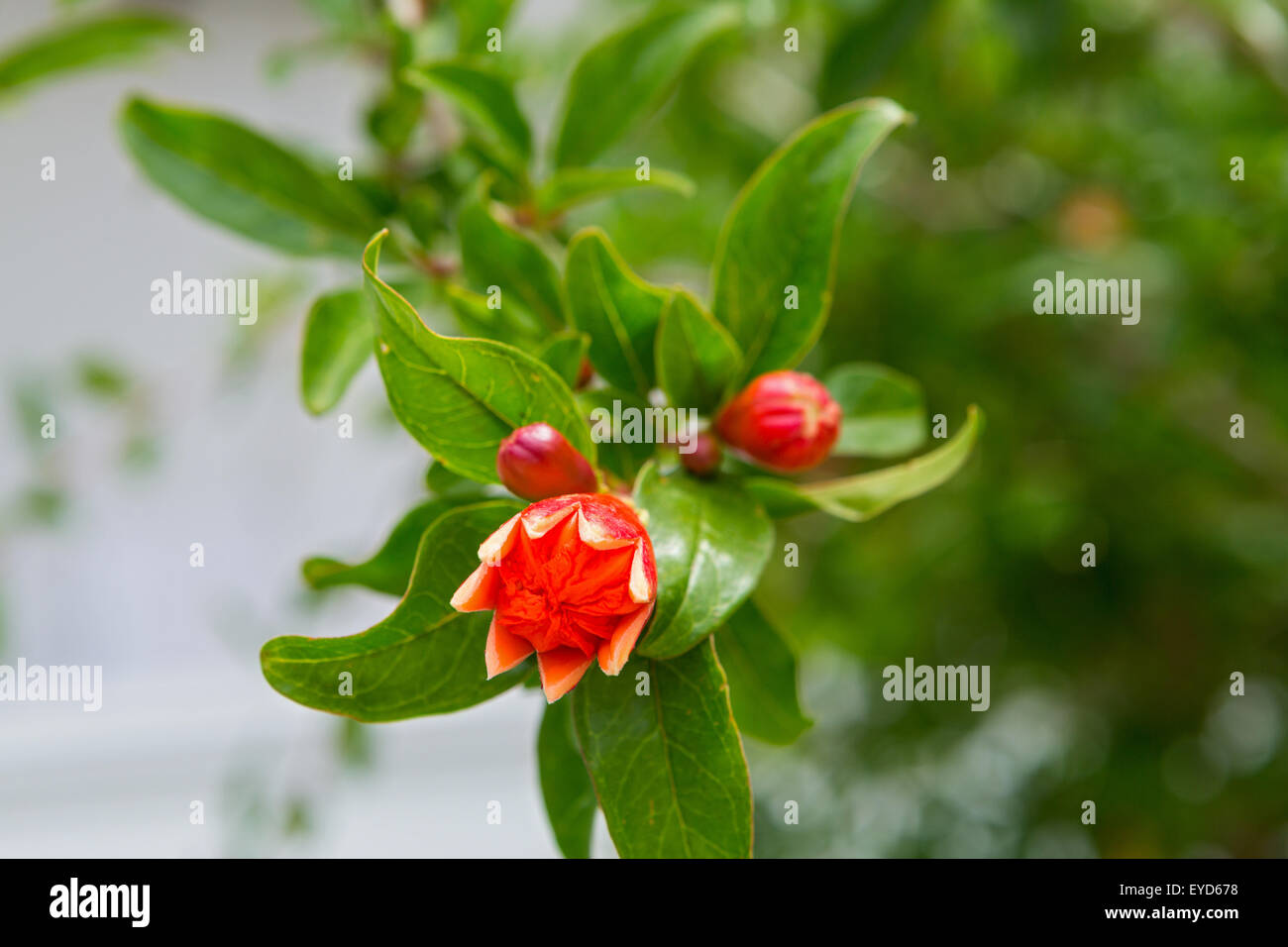 Beautiful pomegranate tree hi-res stock photography and images - Alamy