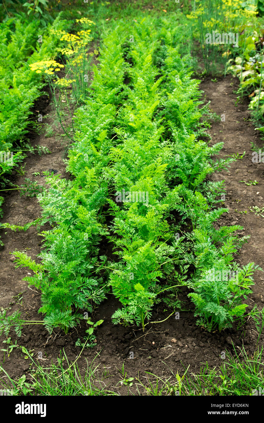 Garden patch hi-res stock photography and images - Alamy