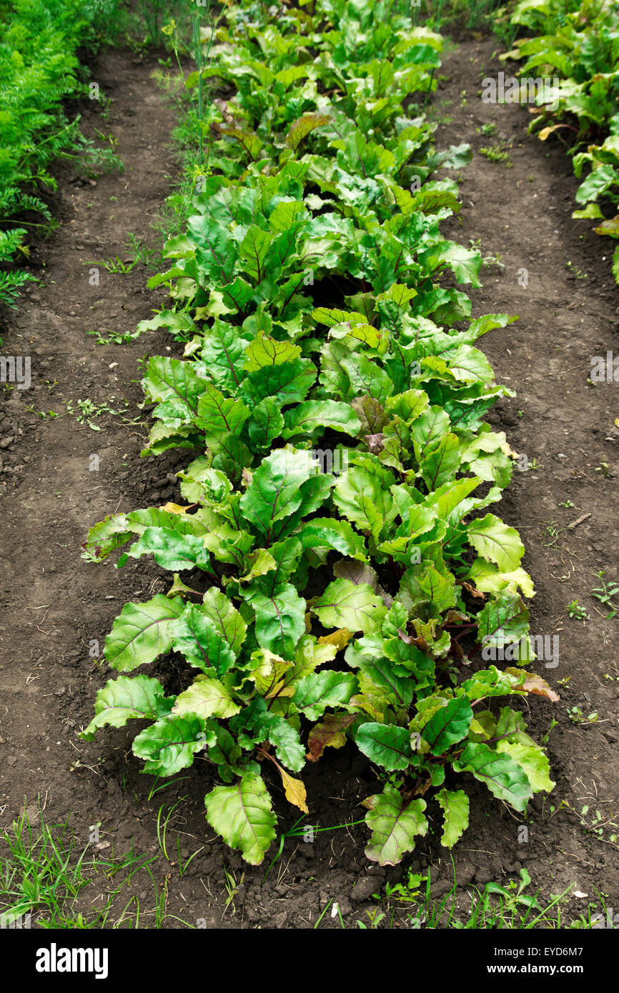 Beetroot patch, growing organic vegetables in the garden Stock Photo ...