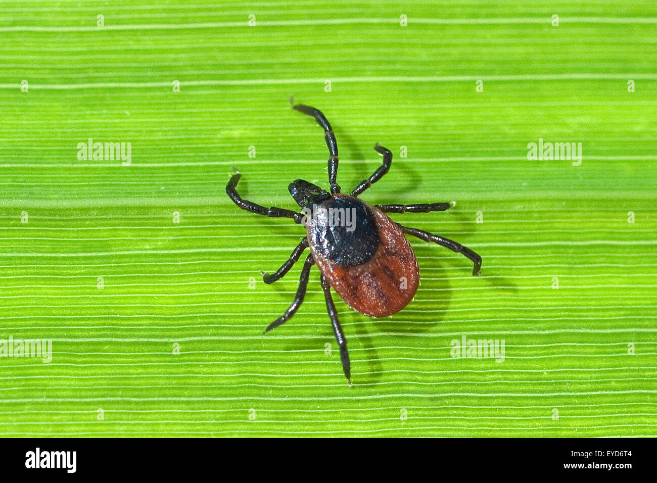 Ixodes Ricinus High Resolution Stock Photography and Images - Alamy