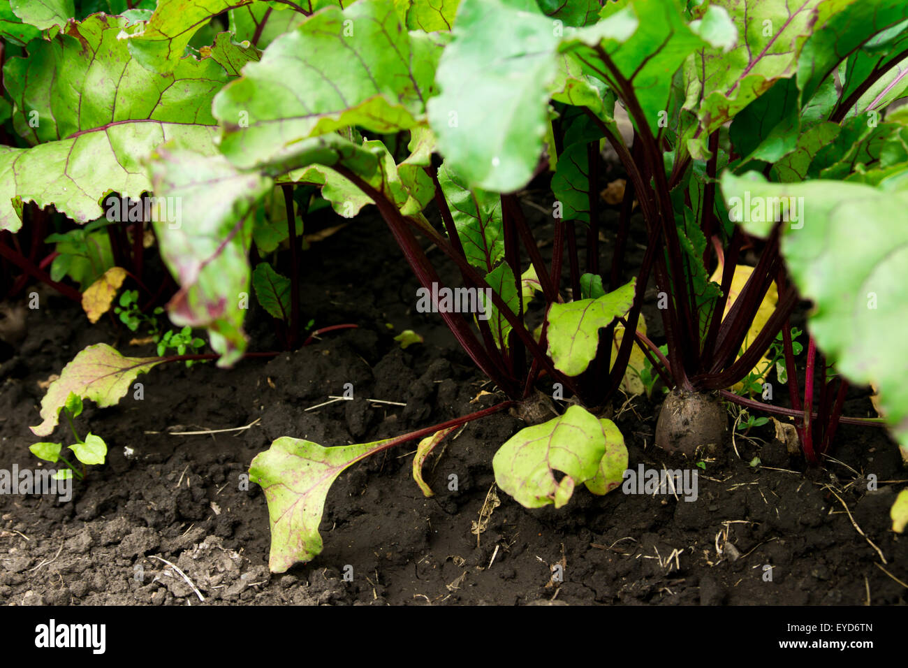 Beetroot growing ground hi-res stock photography and images - Alamy