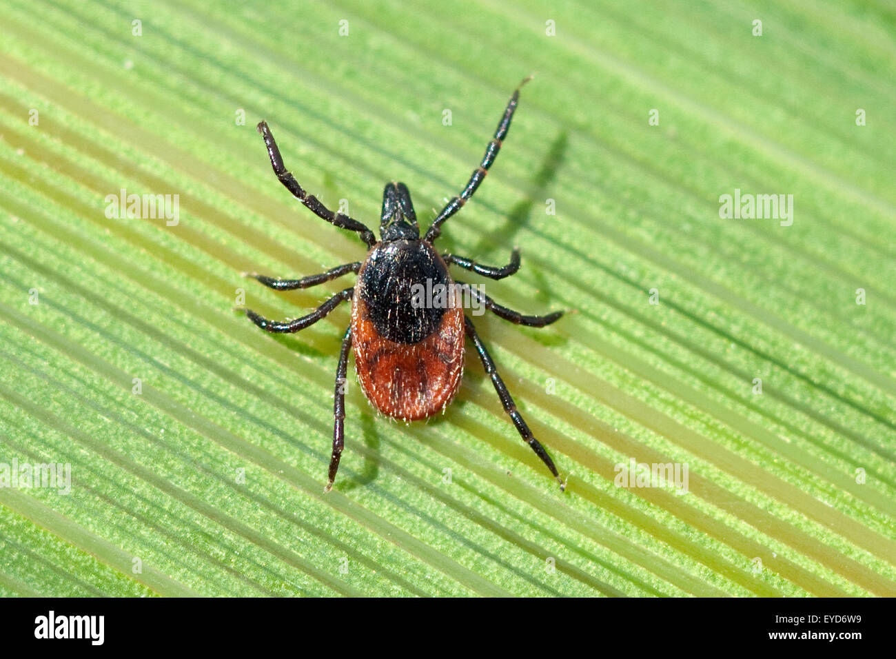 Ixodes ricinus hi-res stock photography and images - Alamy