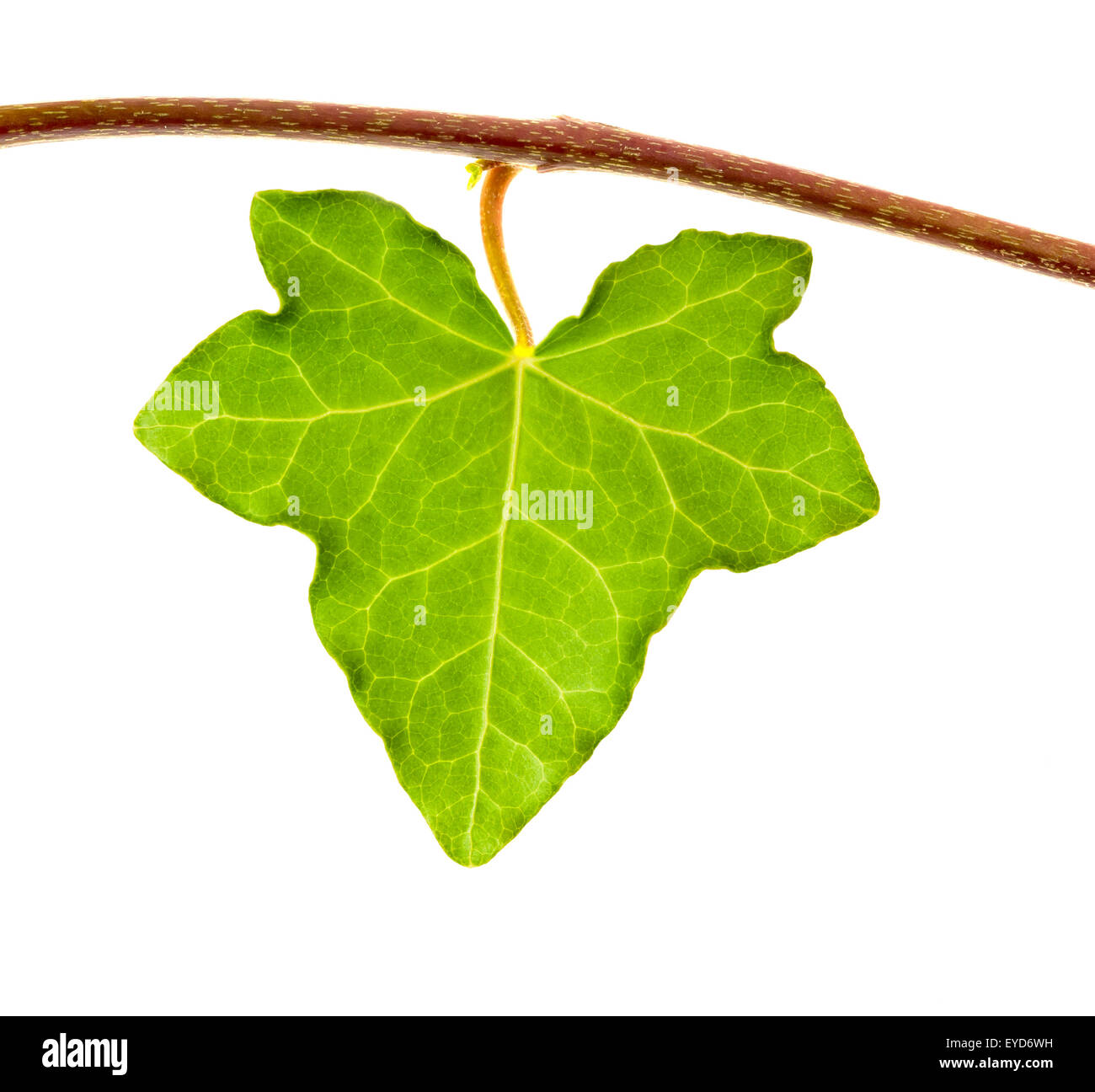 Ivy leaf isolated on white Stock Photo - Alamy