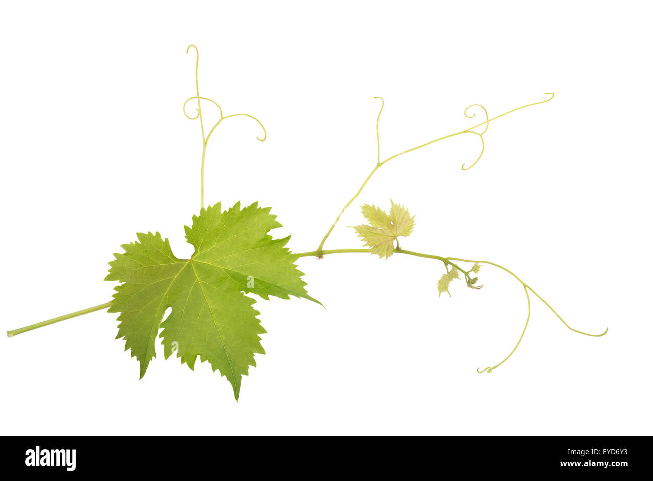 Vine branch isolated on white background Stock Photo - Alamy