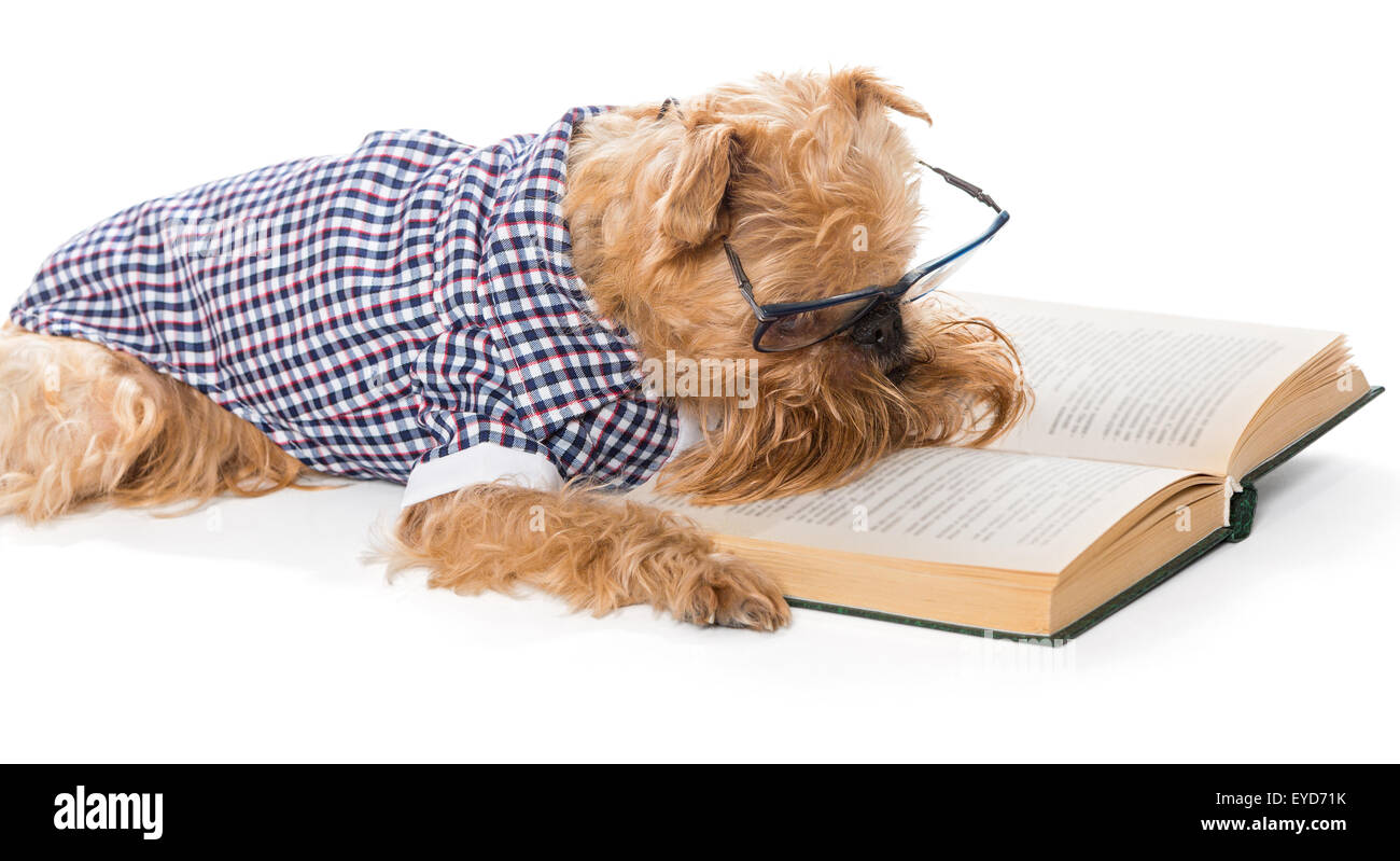 Dog Reading A Book With Glasses