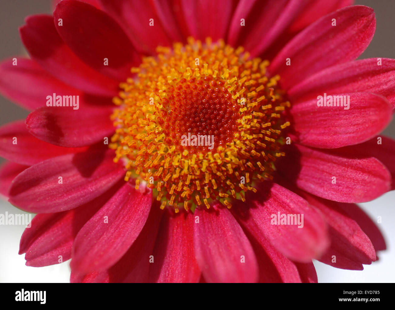 marguerite flower close up Stock Photo - Alamy