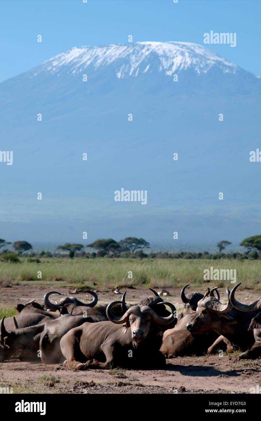 Group Of Cape Buffaloes, Mt Kilimanjaro, Kenya Stock Photo - Alamy