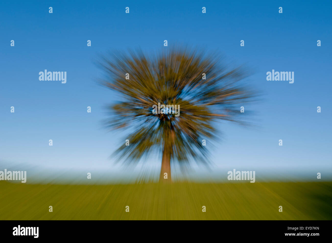 Zoomed image of tree hi-res stock photography and images - Alamy