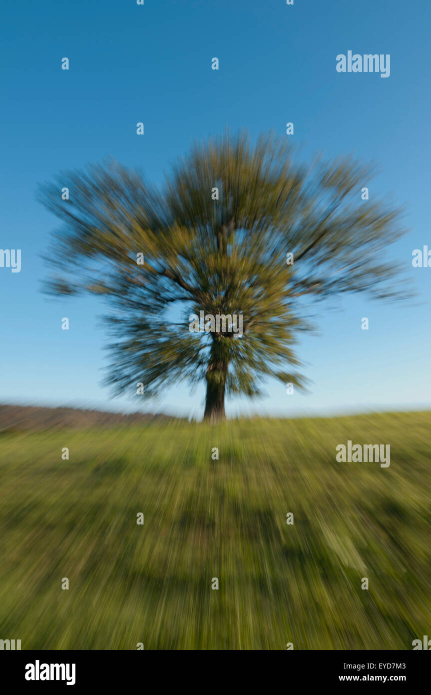 Zoomed image of tree hi-res stock photography and images - Alamy
