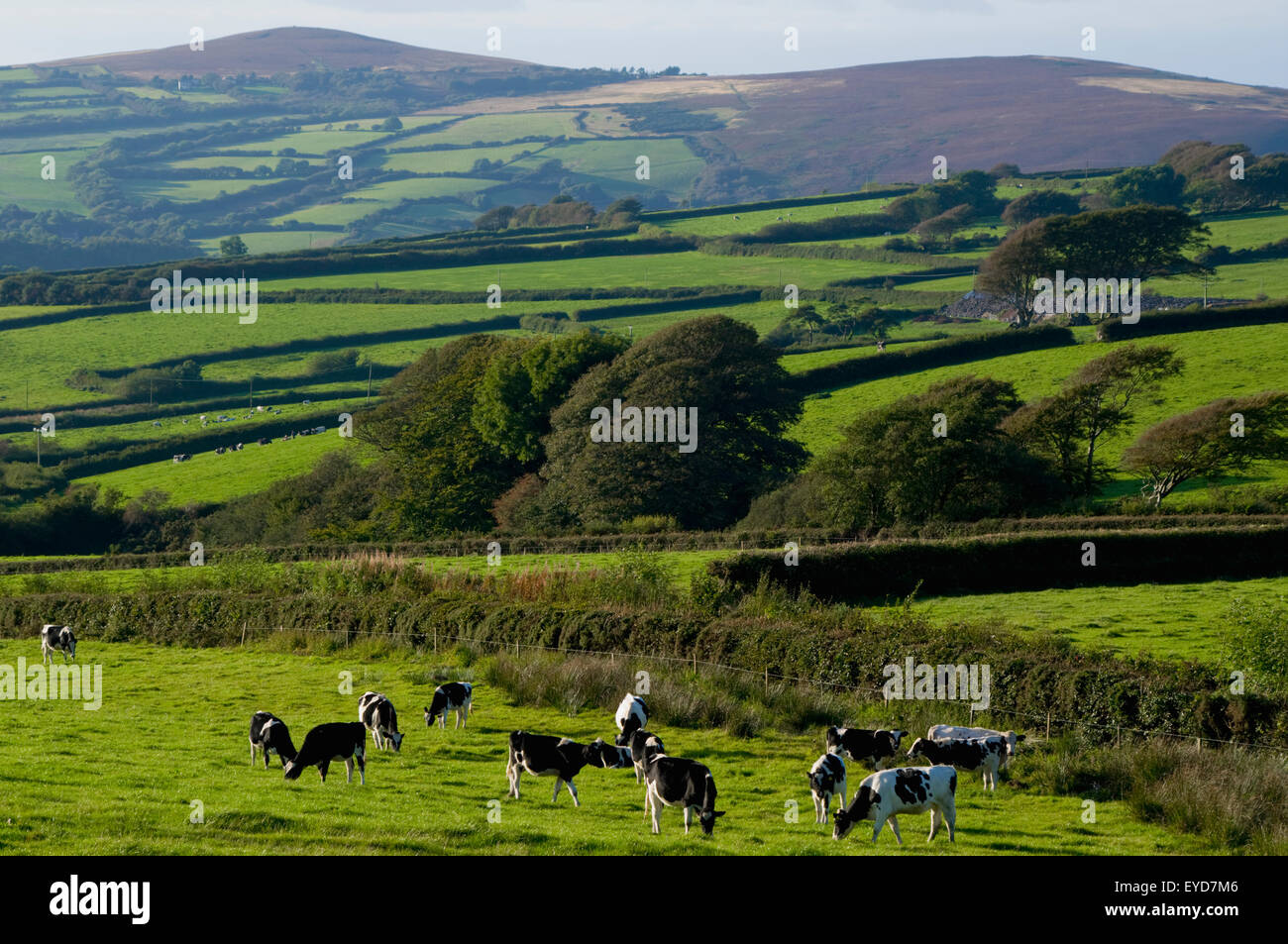 North devon cattle north devon cow hi-res stock photography and images ...