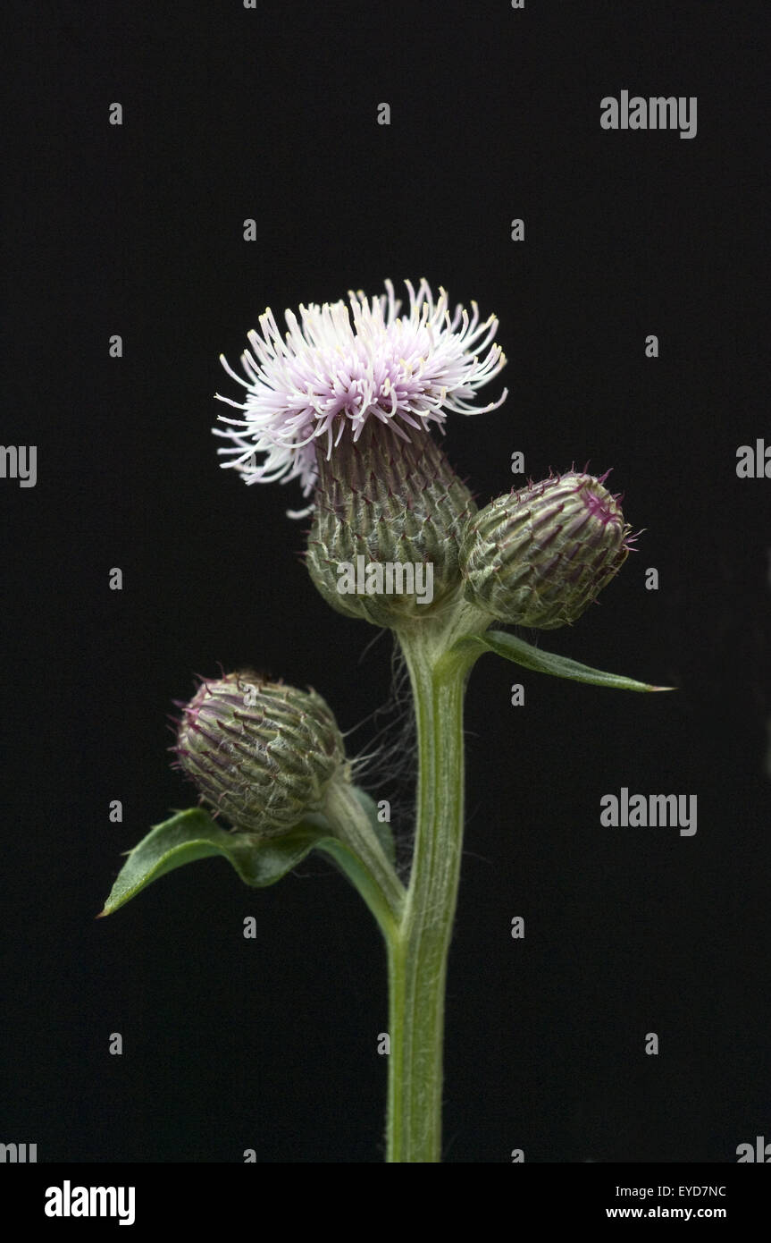 Acker-Kratzdistel, Cirsium arvense, Ackerkratzdistel Stock Photo - Alamy