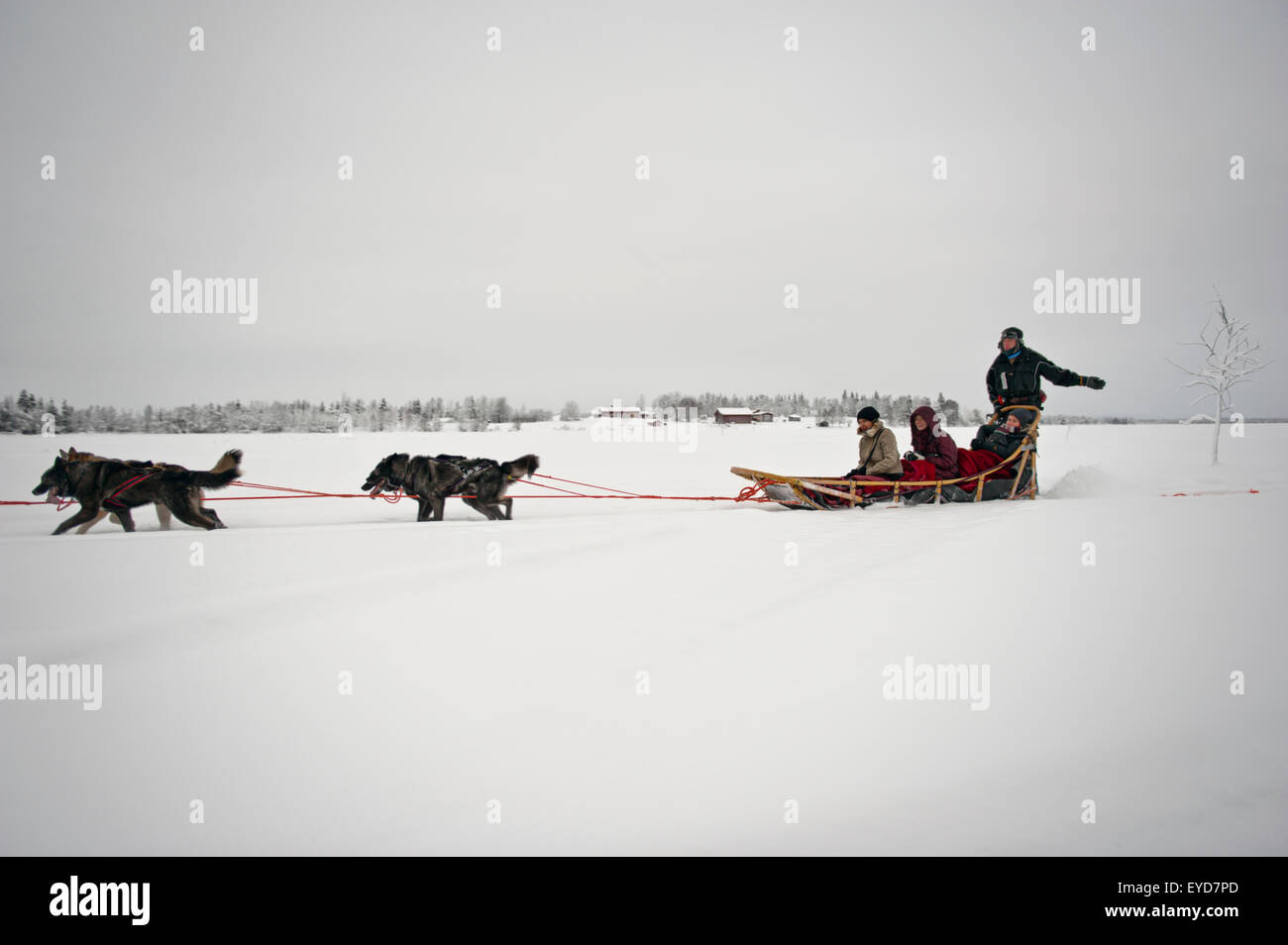 Dog Sled Side View