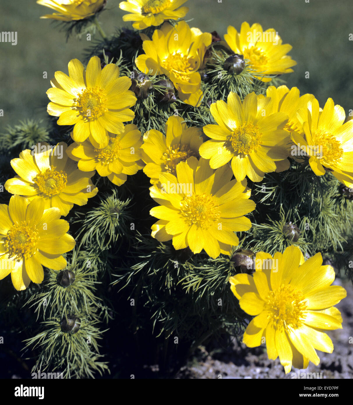 Fruehlings-Adonisroeschen, Adonis, Vernalis Stock Photo - Alamy