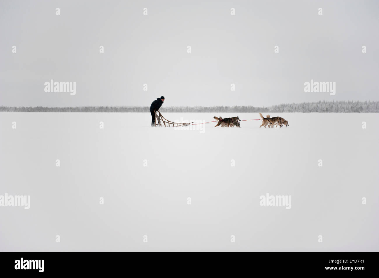 Husky Sled Tour At The Polar Speed Husky Farm, Levi, Lapland, Finland ...