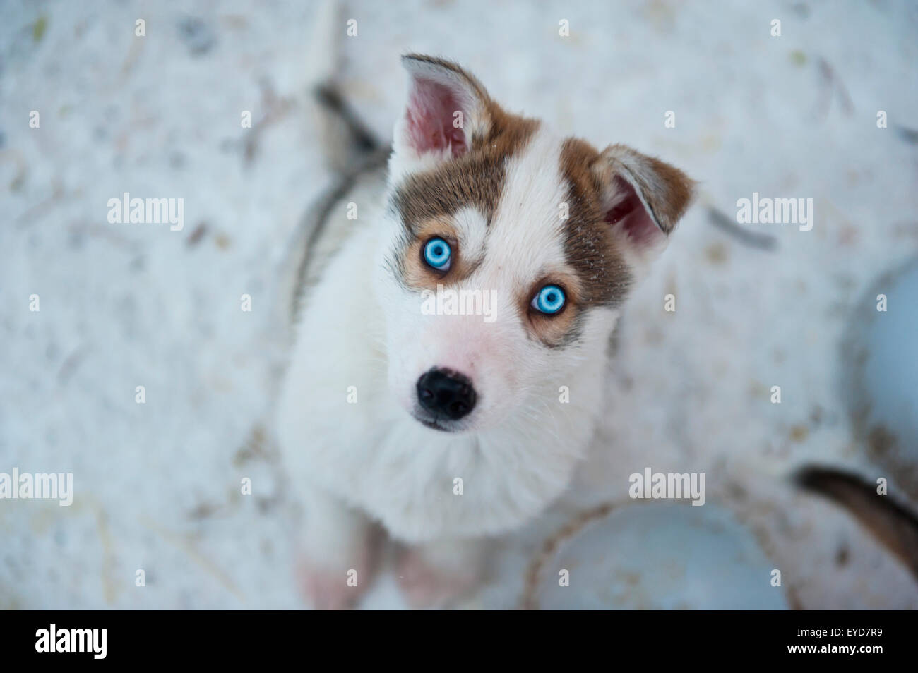 A Young Siberian Husky Pup With Piercing Ice-Blue Eyes At Polar Speed ...