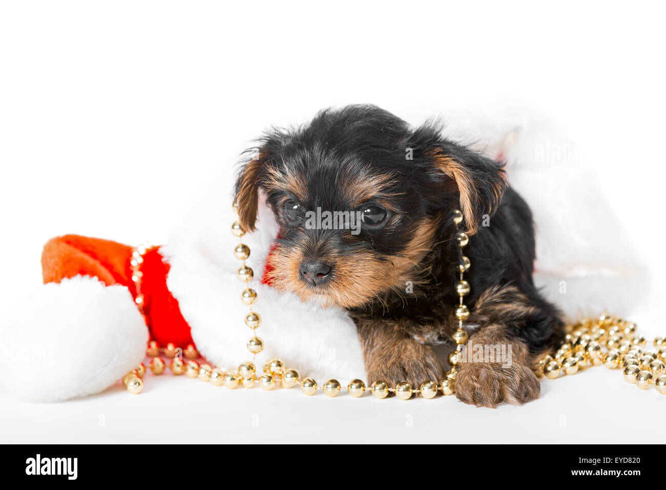 Little Yorkshire Terrier puppy and Santa hat Stock Photo - Alamy