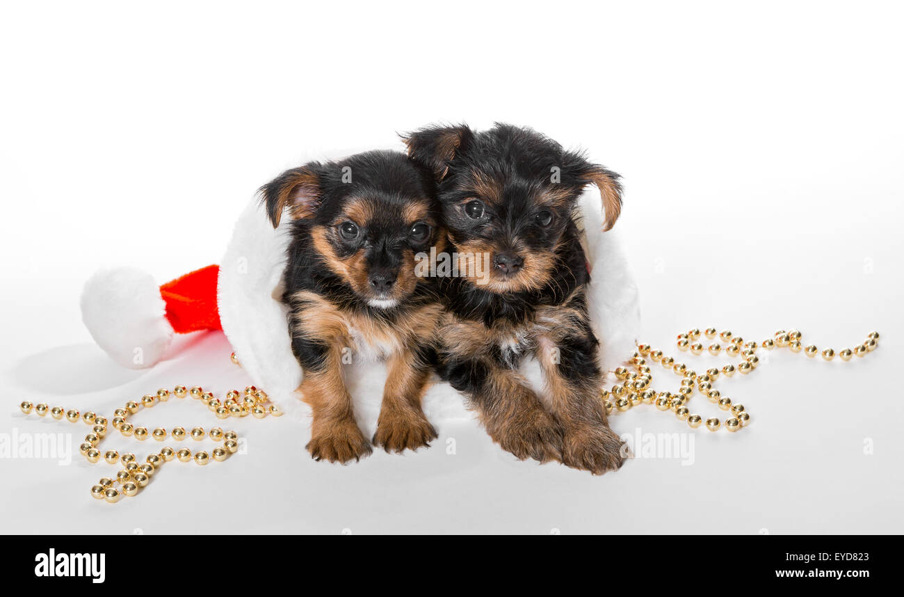 Yorkie Puppies Christmas Wallpaper